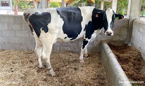 Aprender Sobre 49 Imagem Fotos De Vacas Br Thptnganamst Edu Vn