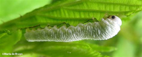 Common Sawfly Larva Project Noah