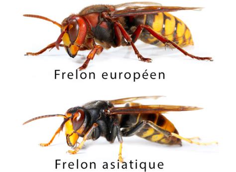 Différences entre Frelon européen et Frelon asiatique Destruction de