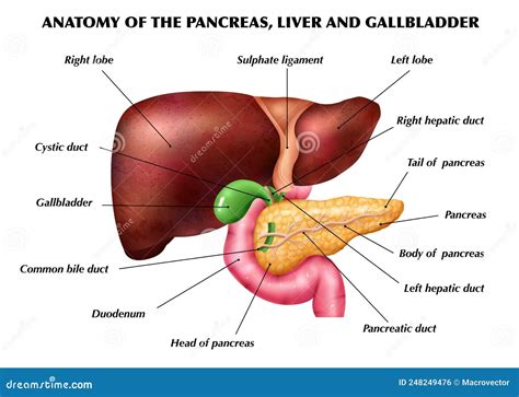 Anatomy Pancreas Liver Infographics Stock Vector Illustration Of