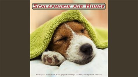 Schlafmusik für Hunde YouTube