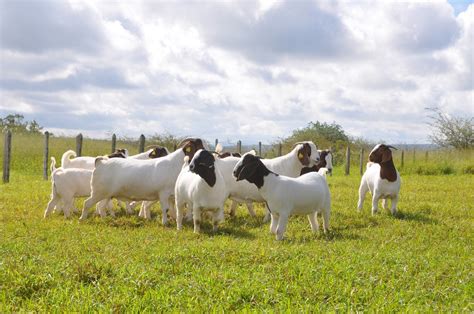 Caucaia trabalha melhoramento genético de ovinos e caprinos