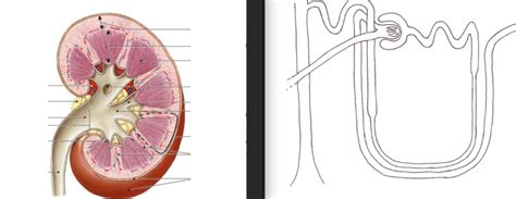 Urinary System Anatomy Diagram Quizlet