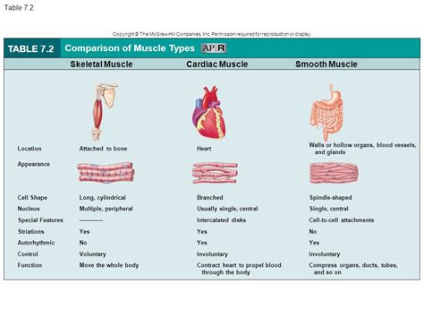 Comparison Muscle Telegraph
