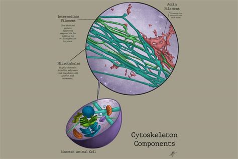 Cytosquelette définition caractéristiques rôle et structure
