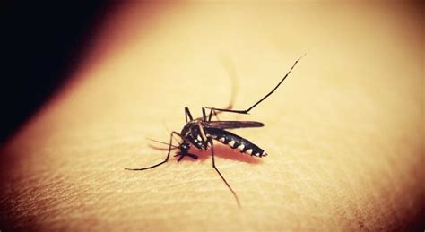 Virus Dengue L Incubo Di Una Donna Infettata Senza Aver Viaggiato