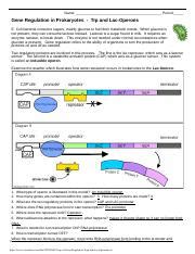 Gene Regulation In Prokaryotes Trp And Lac Operons Explained