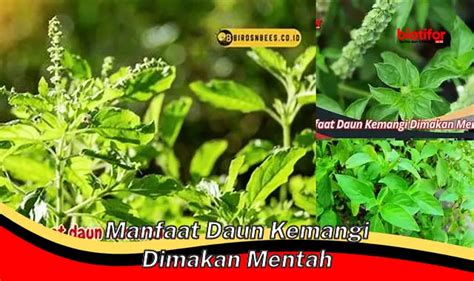 Temukan 5 Manfaat Daun Kemangi Yang Jarang Diketahui Saat Dimakan
