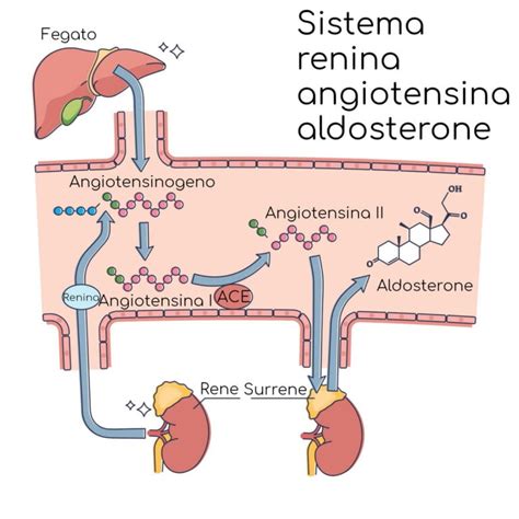 Sistema Renina Angiotensina Aldosterone RAAS Spiegato Facile