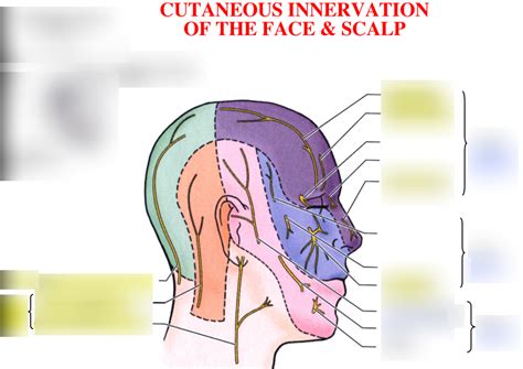 Diagram Cutaneous Innervation Of Face And Scalp Diagram Quizlet