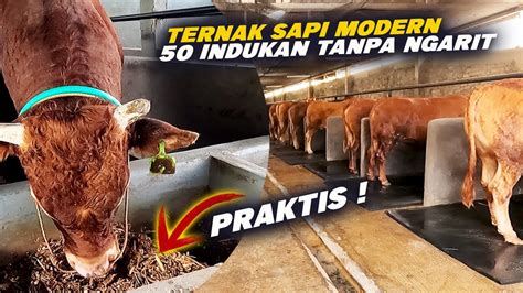 Praktis Pakai Silase Sorgum Breeding 50 Indukan Sapi Tanpa Ngarit YouTube