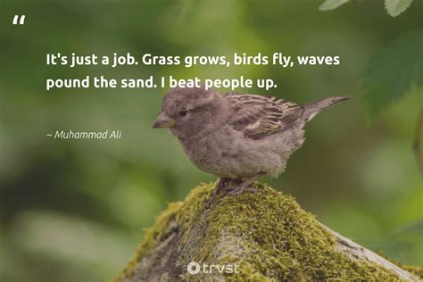 110 Bird Quotes And Sayings About Birds To Inspire Motivate