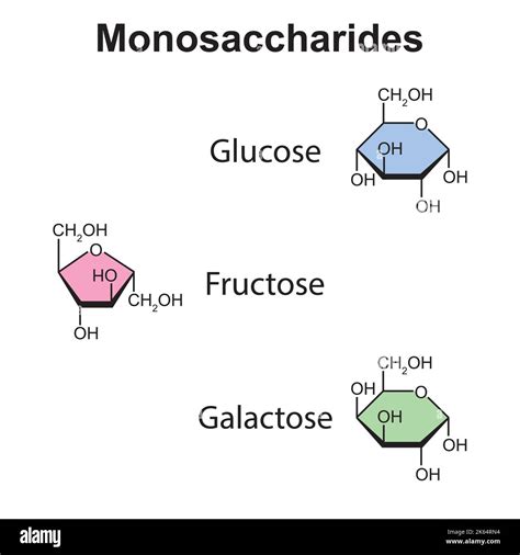 Ilustración química de los monosacáridos Glucosa fructosa y galactosa