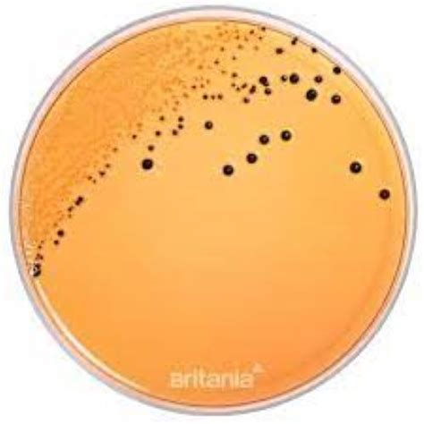 Borosilicate Salmonella Shigella Agar At Best Price In Delhi Pragati