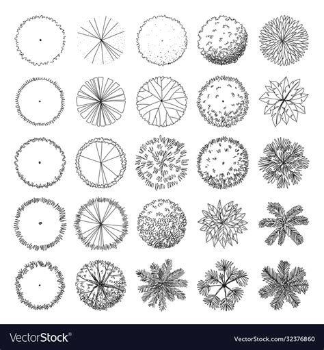 Plan Tree Top View Hand Drawn Royalty Free Vector Image