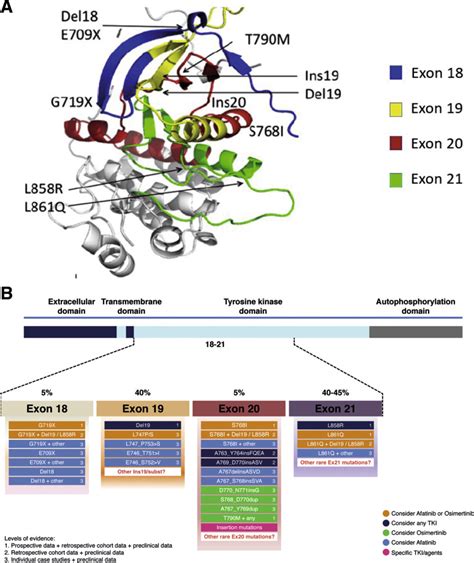 Recent Advances On The Role Of EGFR Tyrosine Kinase Inhibitors In The