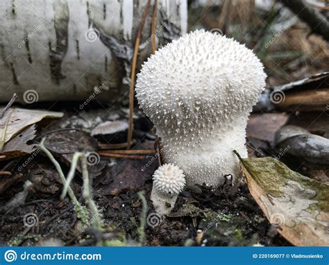 Fungus Common Puffball Or Lycoperdon Perlatum Mushrooms In The Forest
