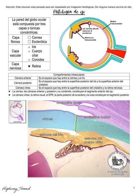 Histología de Ojo HighWayToMed uDocz