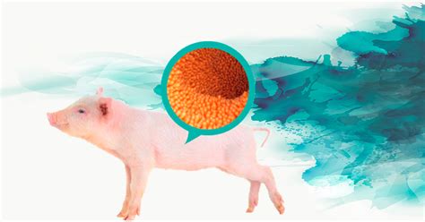 La importancia de la salud intestinal y cómo medirla