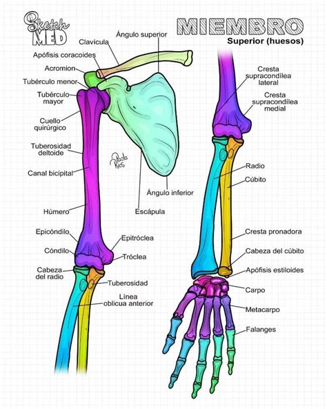 An Image Of The Bones And Their Major Skeletal Structures Including