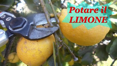 POTARE IL LIMONE YouTube