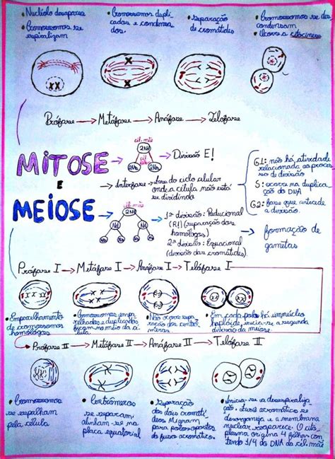Mitose e Meiose Divisão celular