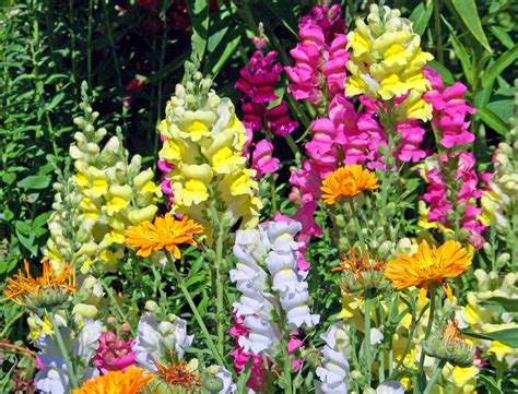 Giardinaggio 5 Piante E Fiori Da Piantare A Marzo Lombarda Flor