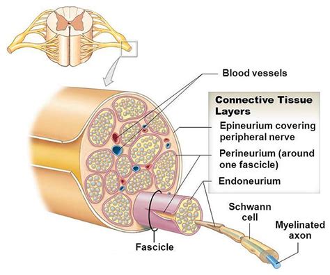 Label The Parts Of A Peripheral Nerve Shown In Cross Section