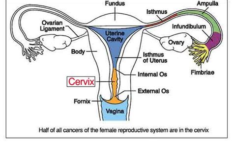 Diagram Of Pregnant Uterus Fully Labeled Diagram Of
