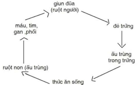 a vẽ sơ đồ vòng đời của giun đũab bằng sự hiểu biết em hãy nêu các biện