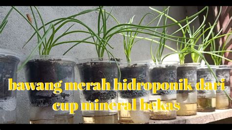 Cara Menanam Bawang Merah Secara Hidroponik Deja Dempsey