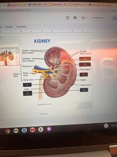 Final Exam Anatomy And Physiology II Lab Flashcards Quizlet