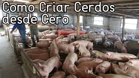 Como Empezar A Criar Cerdos Desde CeroPaso a PasoConsejos Básicos