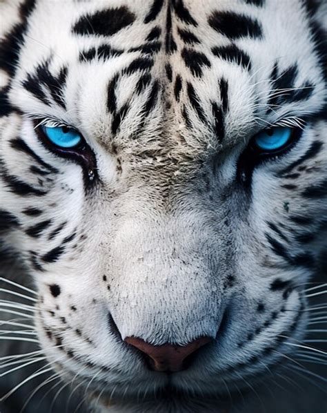 Premium Photo The White Tiger Wallpapers Hd Wallpapers