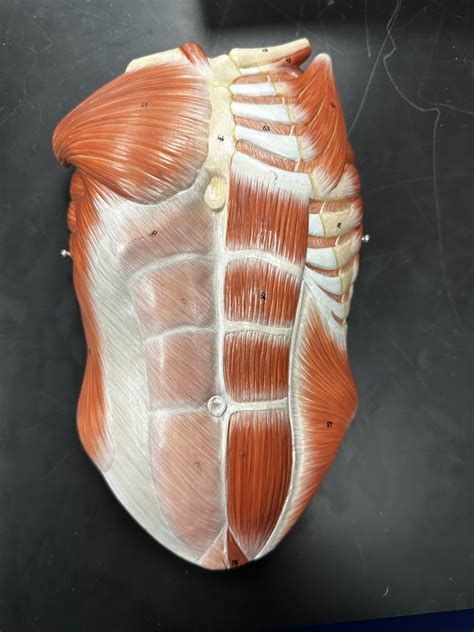 A P Muscles Of The Abdomen Diagram Quizlet