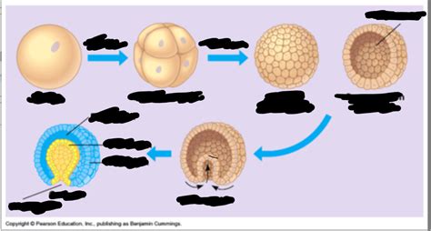 Embryo Development Diagram Diagram Quizlet