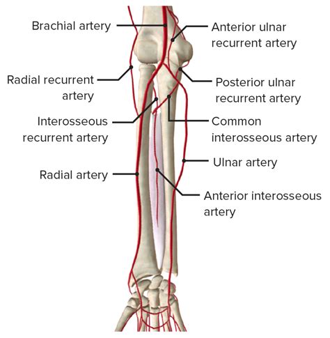 Forearm Anatomy Concise Medical Knowledge