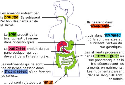 Légender le schéma de l appareil digestif 5e exercice de connaissances