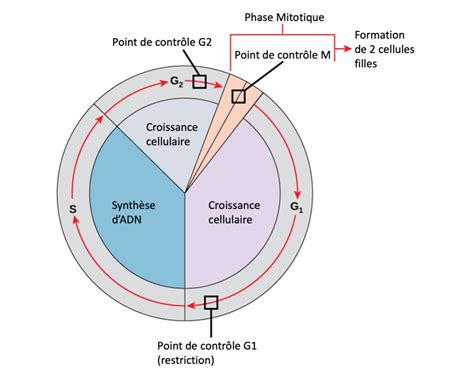 10 3 Le contrôle du cycle cellulaire Introduction à la biologie