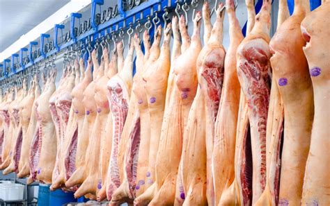 Abate de animais cresce no 3º tri recorde de bovinos e suínos
