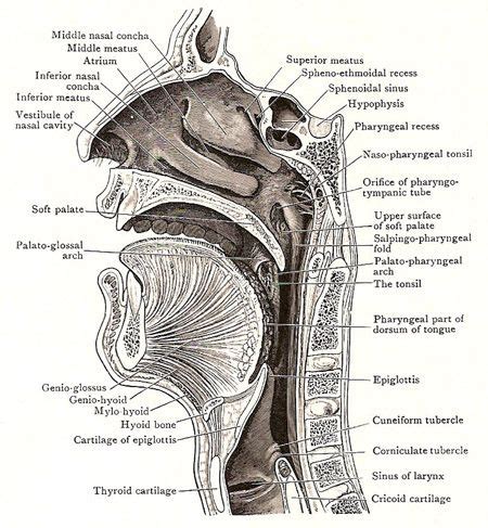 Sagittal Section Through The Nose Mouth Pharynx And Larynx A Liitle