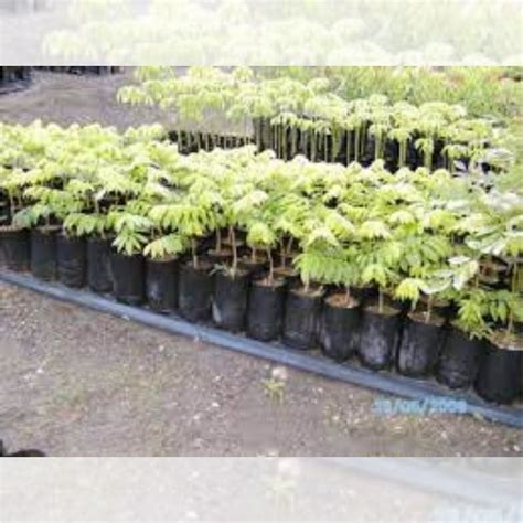 Plantas De Cedro Vivero Forestal Siempre Verde Agroshow