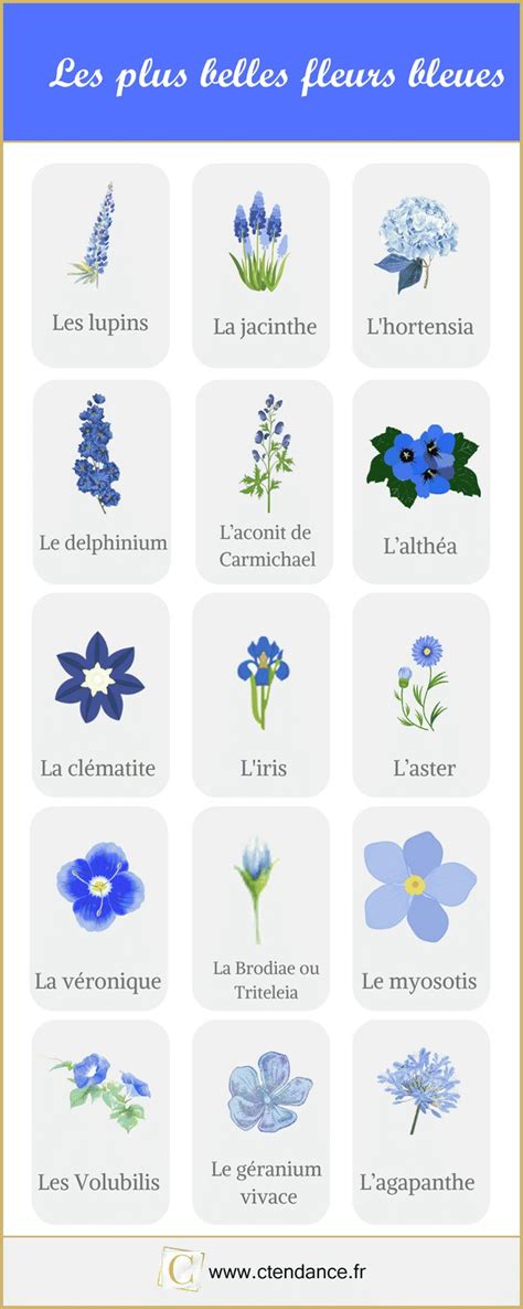 Fleur Bleue La Liste Des 30 Plus Belles Fleurs Bleues Noms De