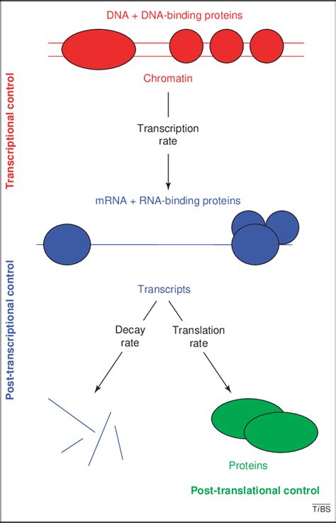 Figure 1 From Post Transcriptional Control Of Gene Expression A Genome