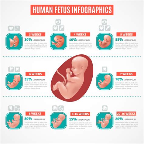 Infografía del Feto Humano 483239 Vector en Vecteezy