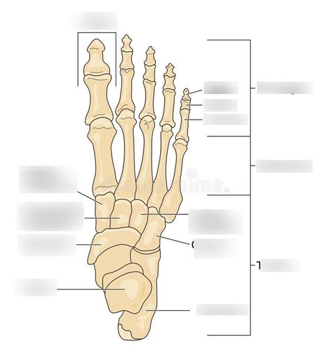 The Foot Diagram Quizlet