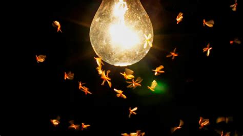 Insectos Atra Dos Por La Luz Artificial Una Trampa Mortal