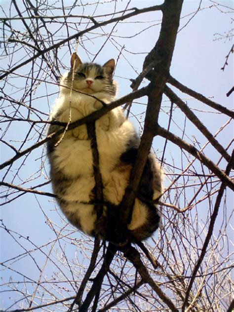 весна коты прилетели коты прилетели удобненько котэ
