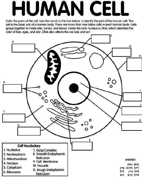 Free Printable Cell Worksheets
