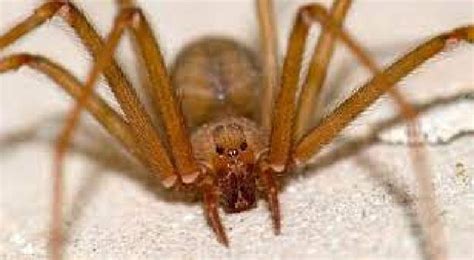 Qué tan venenosa es la araña violinista